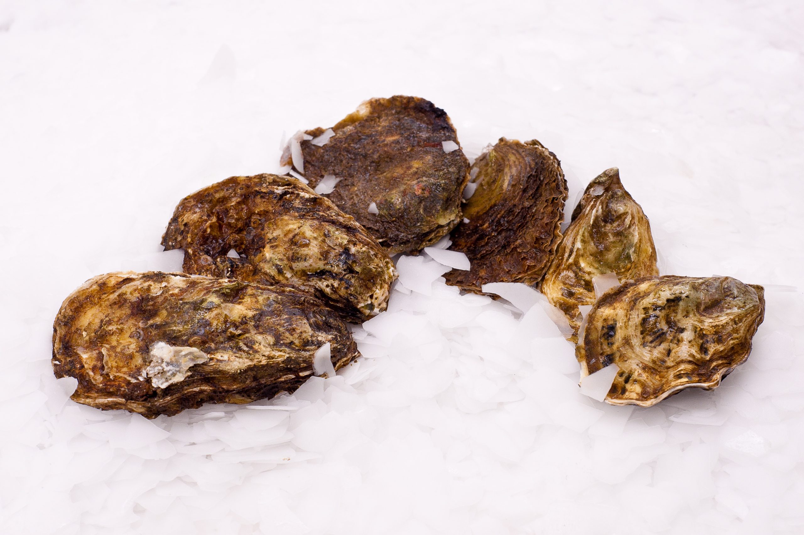 Platte oester Archieven - Viswinkel Quisquater