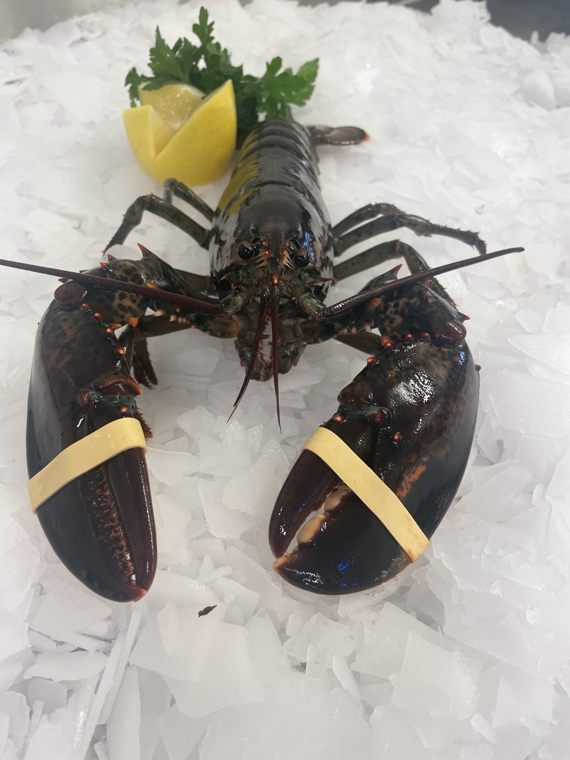 Kreeften Archieven - Viswinkel Quisquater